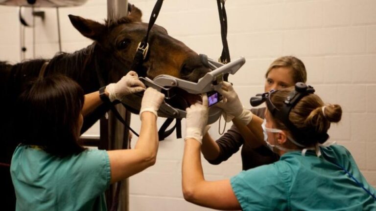 Dental Charting: Mapping Your Horse’s Dental Health – Advanced Equine ...