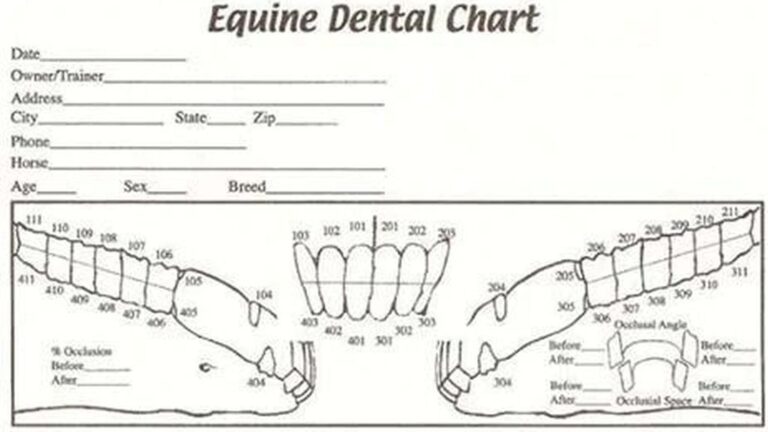Dental Charting: Mapping Your Horse’s Dental Health – Advanced Equine ...